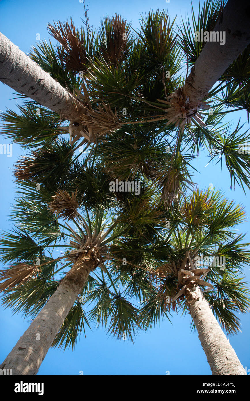 Worm s eye view of palm trees on Bald Head Island North Carolina Stock ...