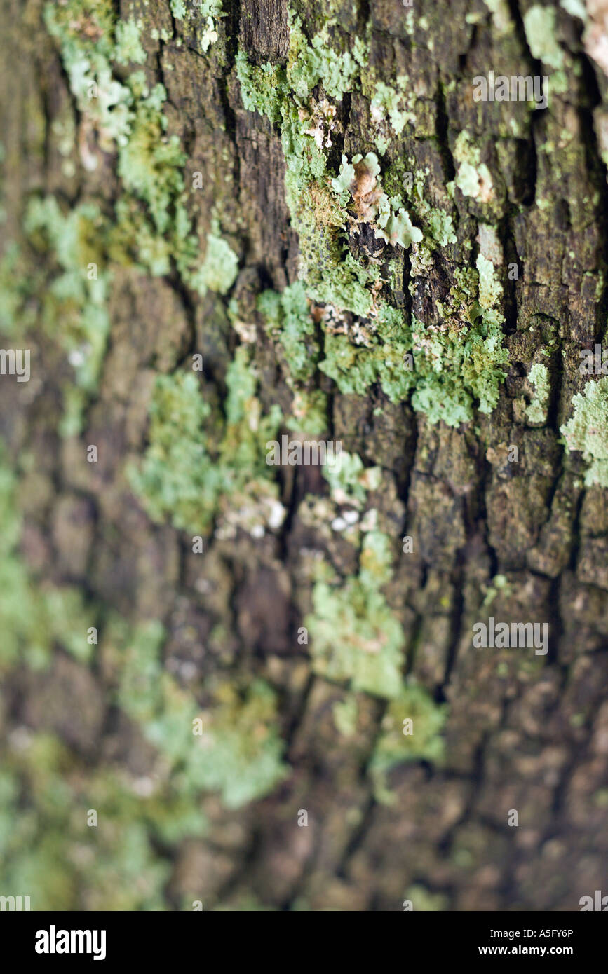 Close up moss tree bark hi-res stock photography and images - Alamy