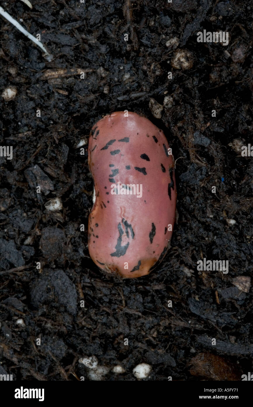 Cotyledons bean hi-res stock photography and images - Alamy