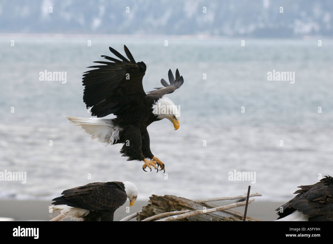 Bald Eagle, Alaska's Coast Stock Photo - Alamy