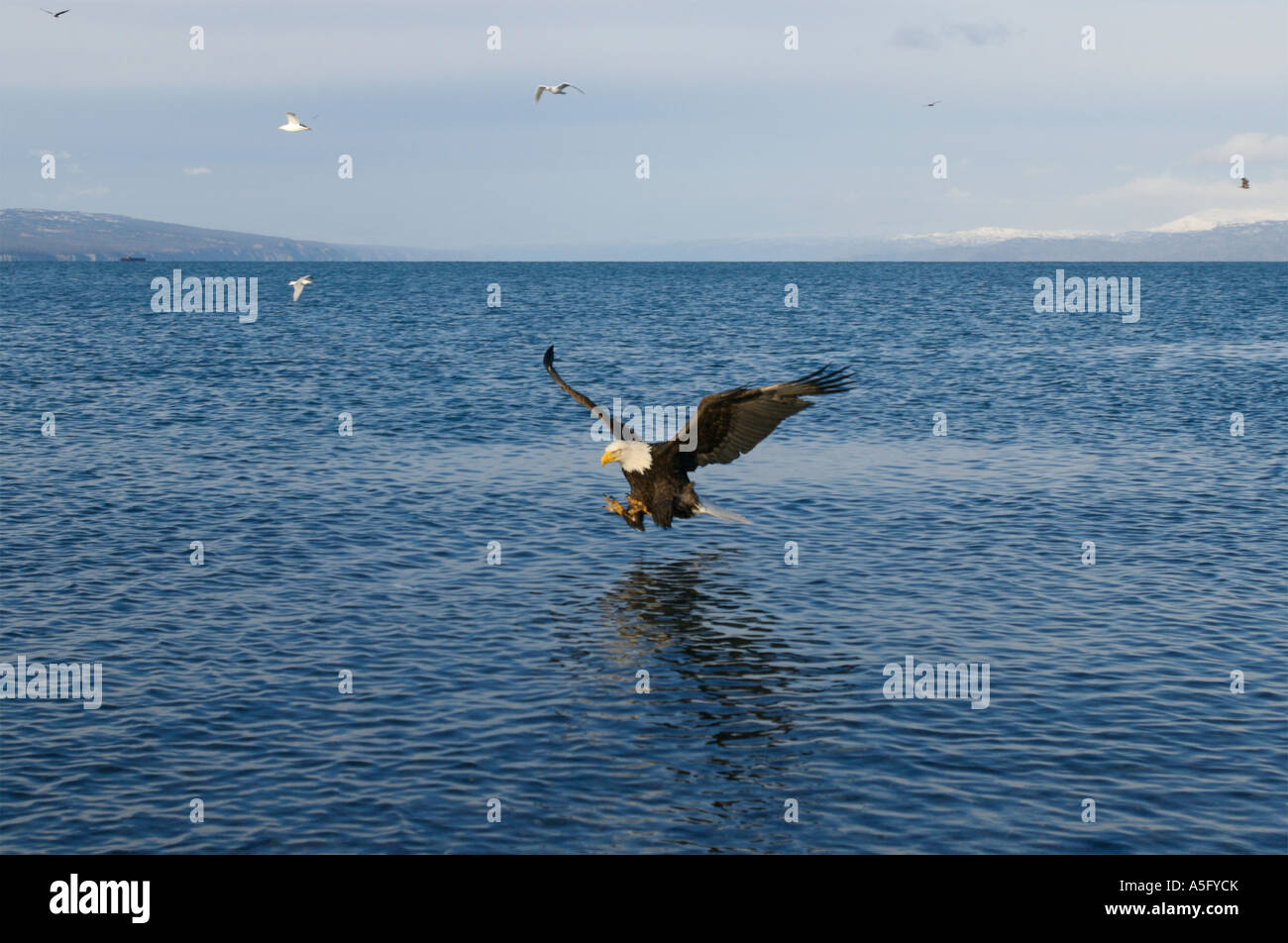Bald Eagle, Alaska's Coast Stock Photo - Alamy
