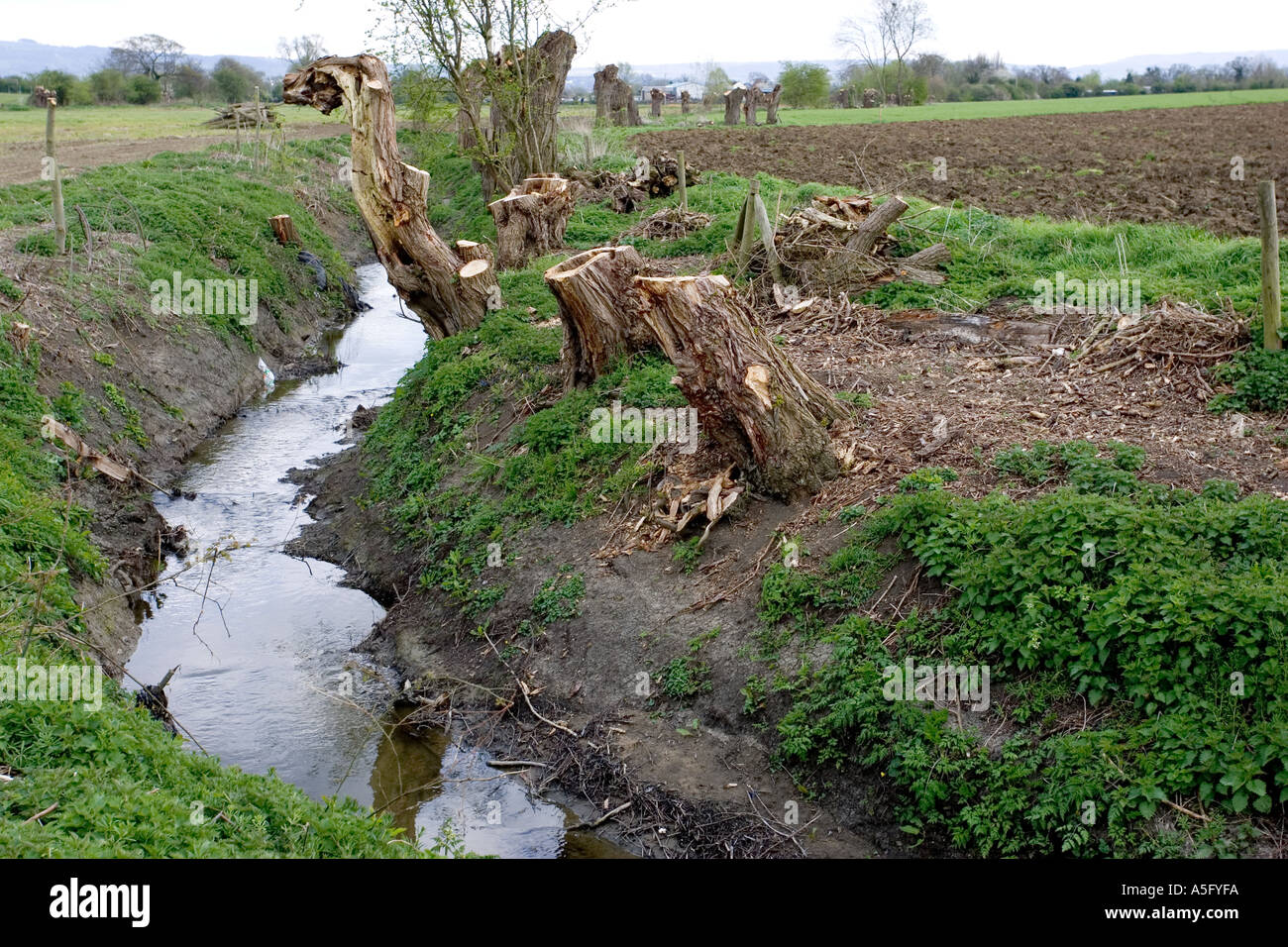 Willows farm hi-res stock photography and images - Alamy
