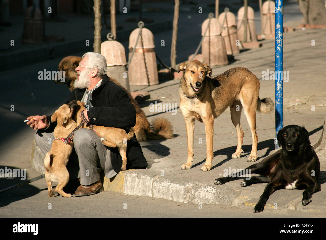 Dogs of istanbul hi-res stock photography and images - Alamy