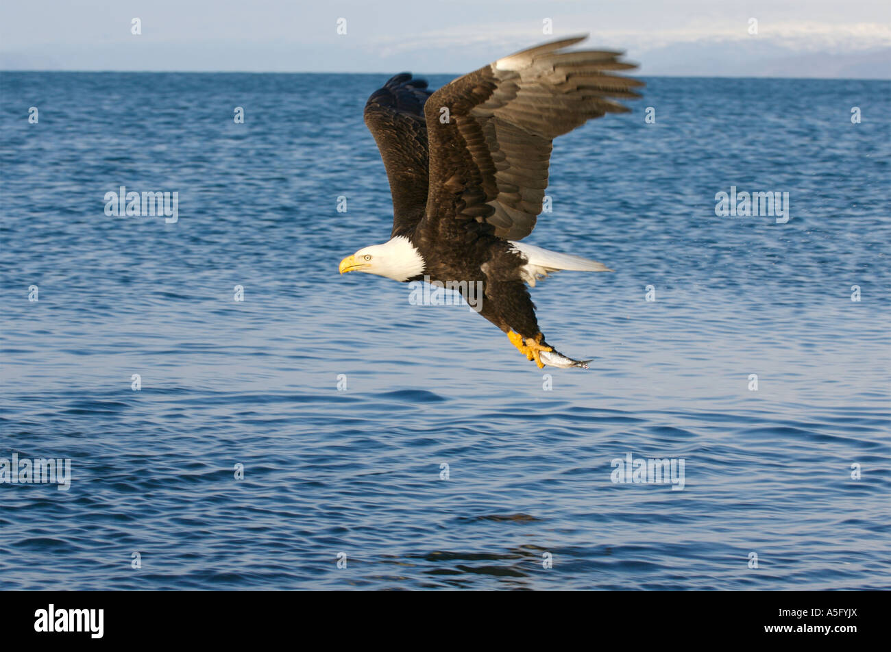 Bald Eagle, Alaska's Coast Stock Photo - Alamy