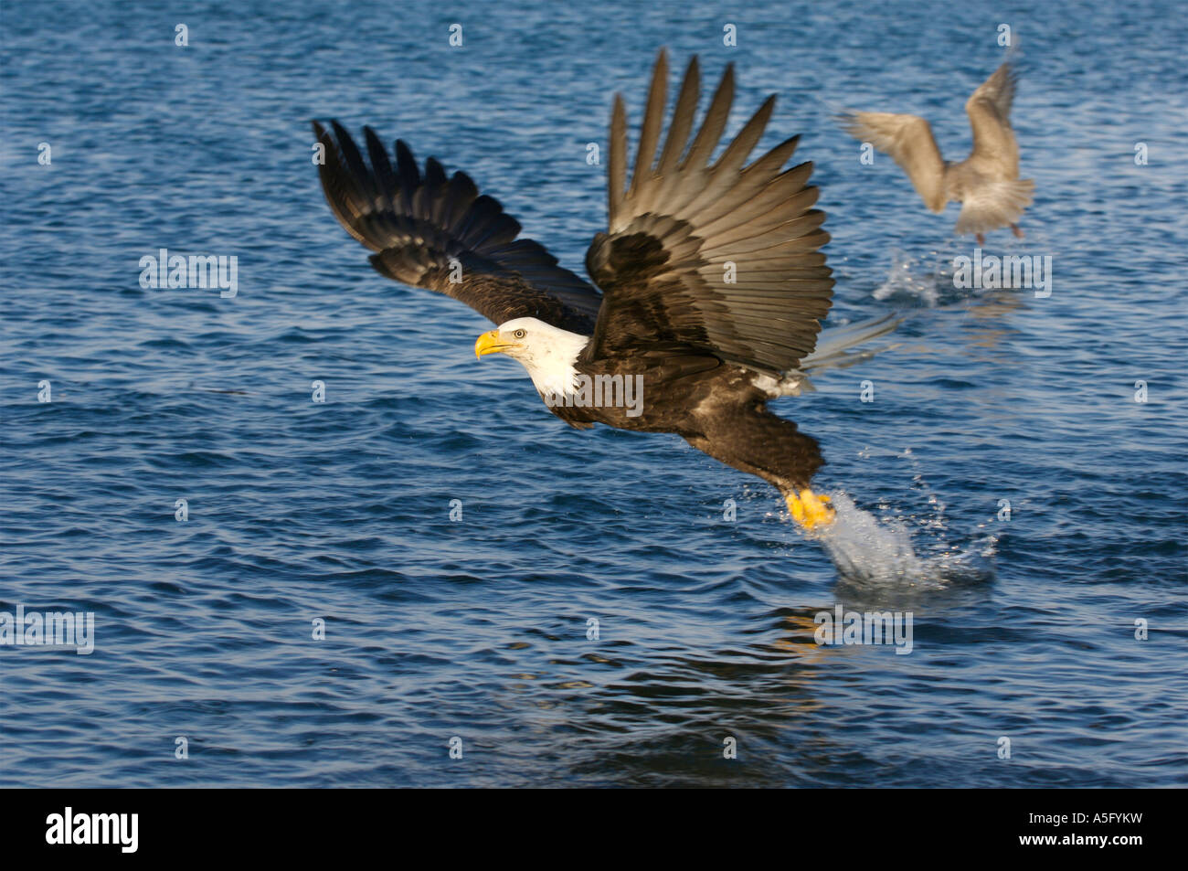 Bald Eagle, Alaska's Coast Stock Photo - Alamy