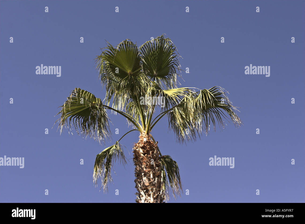 Crown of Palm Tree Stock Photo - Alamy