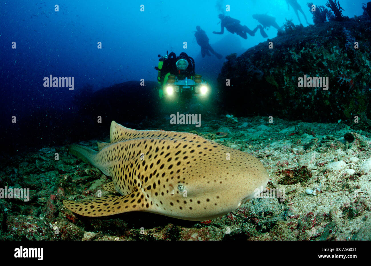 Leopard shark and scuba diver hi-res stock photography and images - Alamy