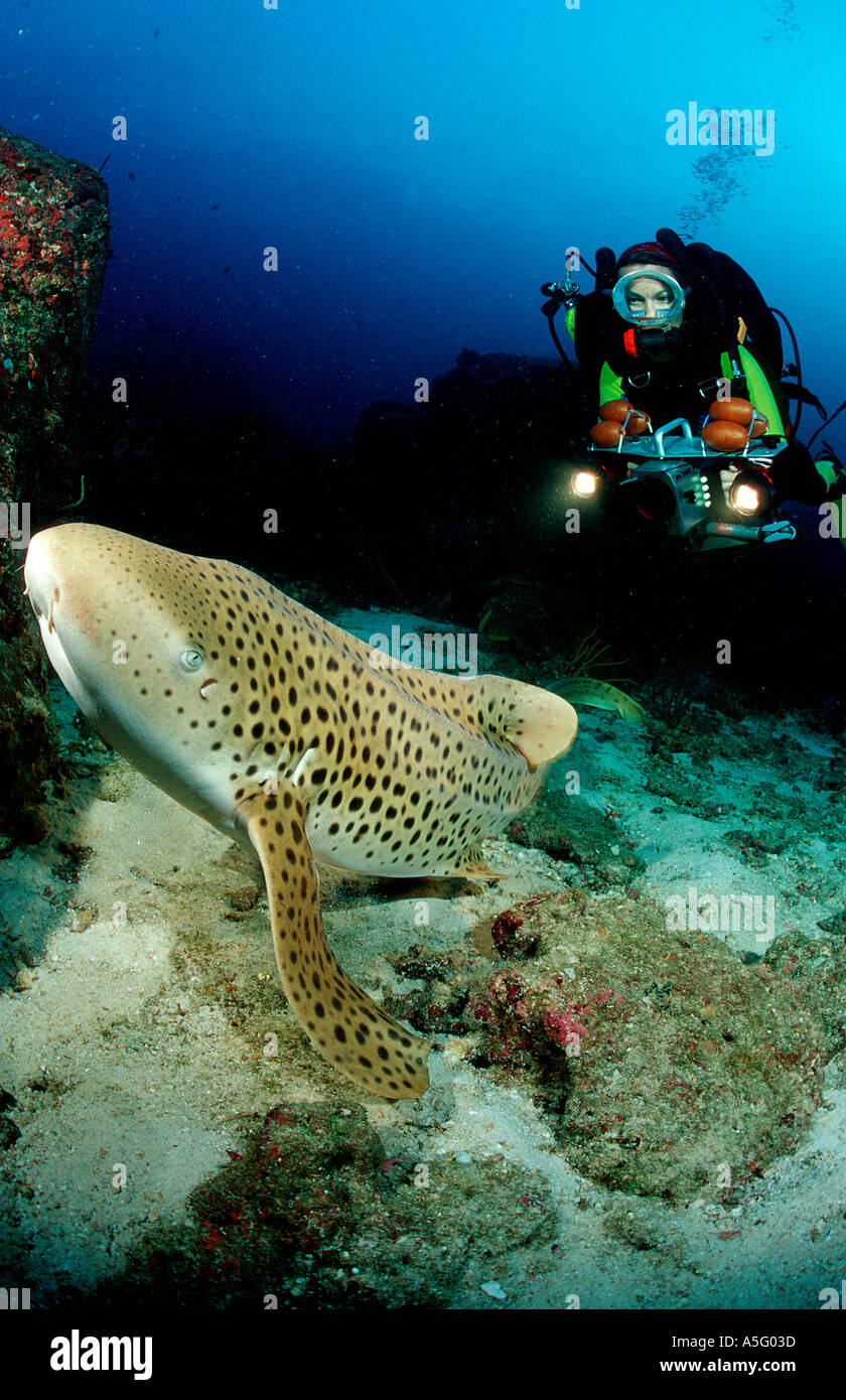 Leopard Shark And Scuba Diver High Resolution Stock Photography and ...