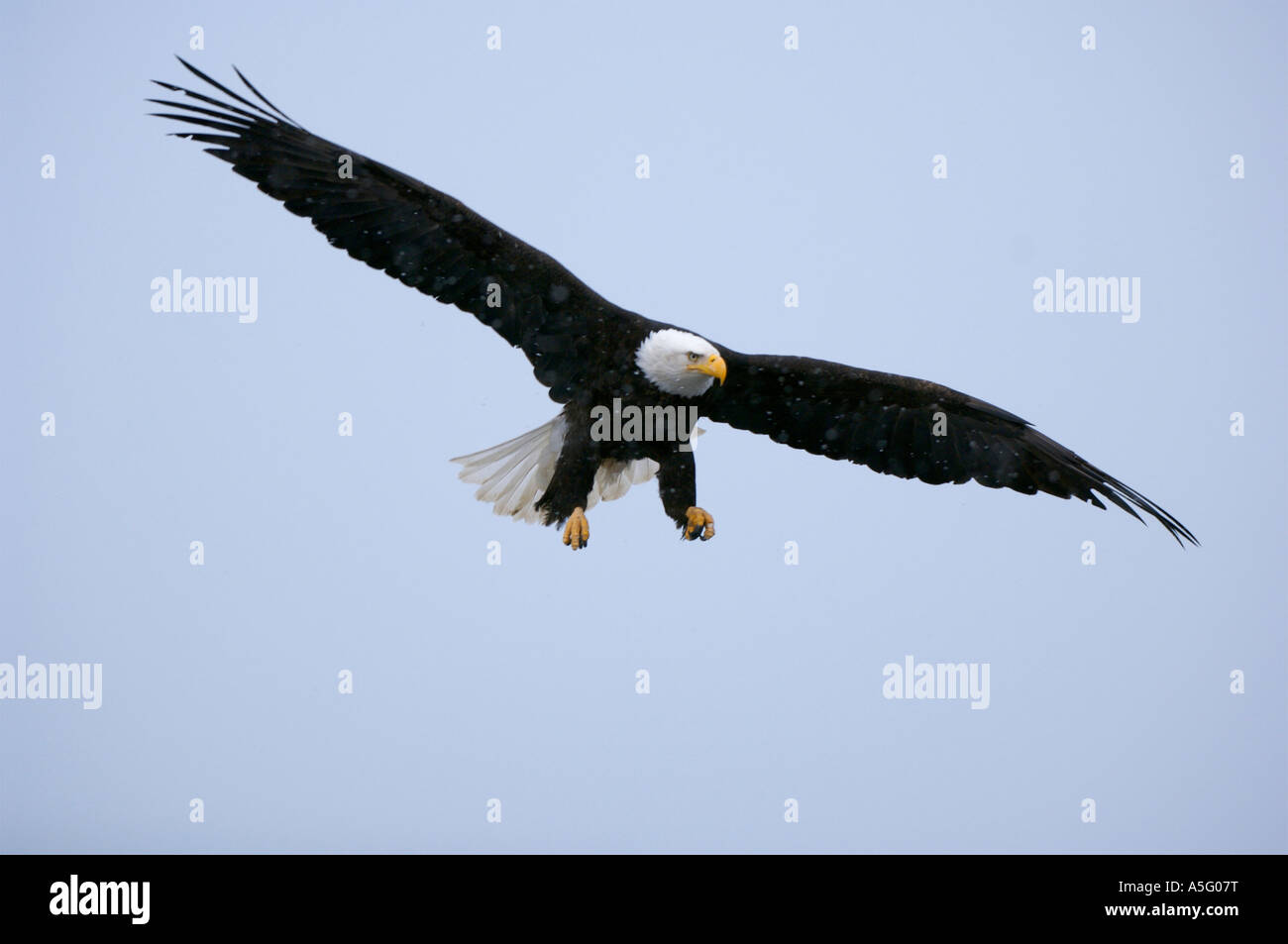 Bald Eagle, Alaska's Coast Stock Photo - Alamy