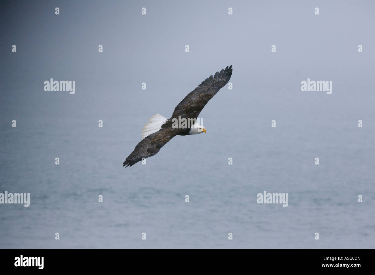 Bald Eagle, Alaska's Coast Stock Photo - Alamy