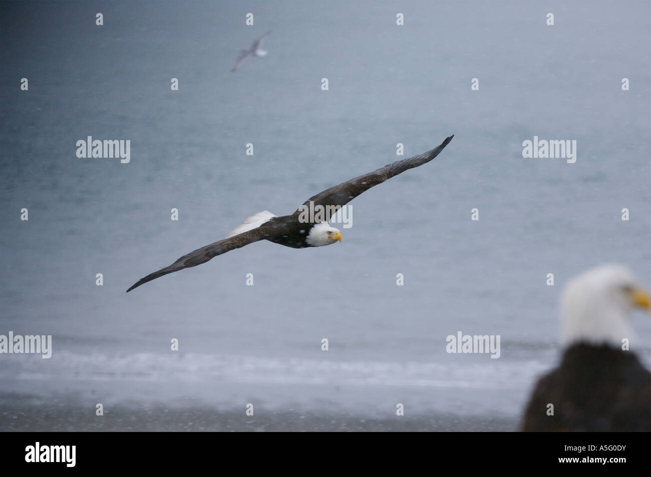 Bald Eagle, Alaska's Coast Stock Photo - Alamy