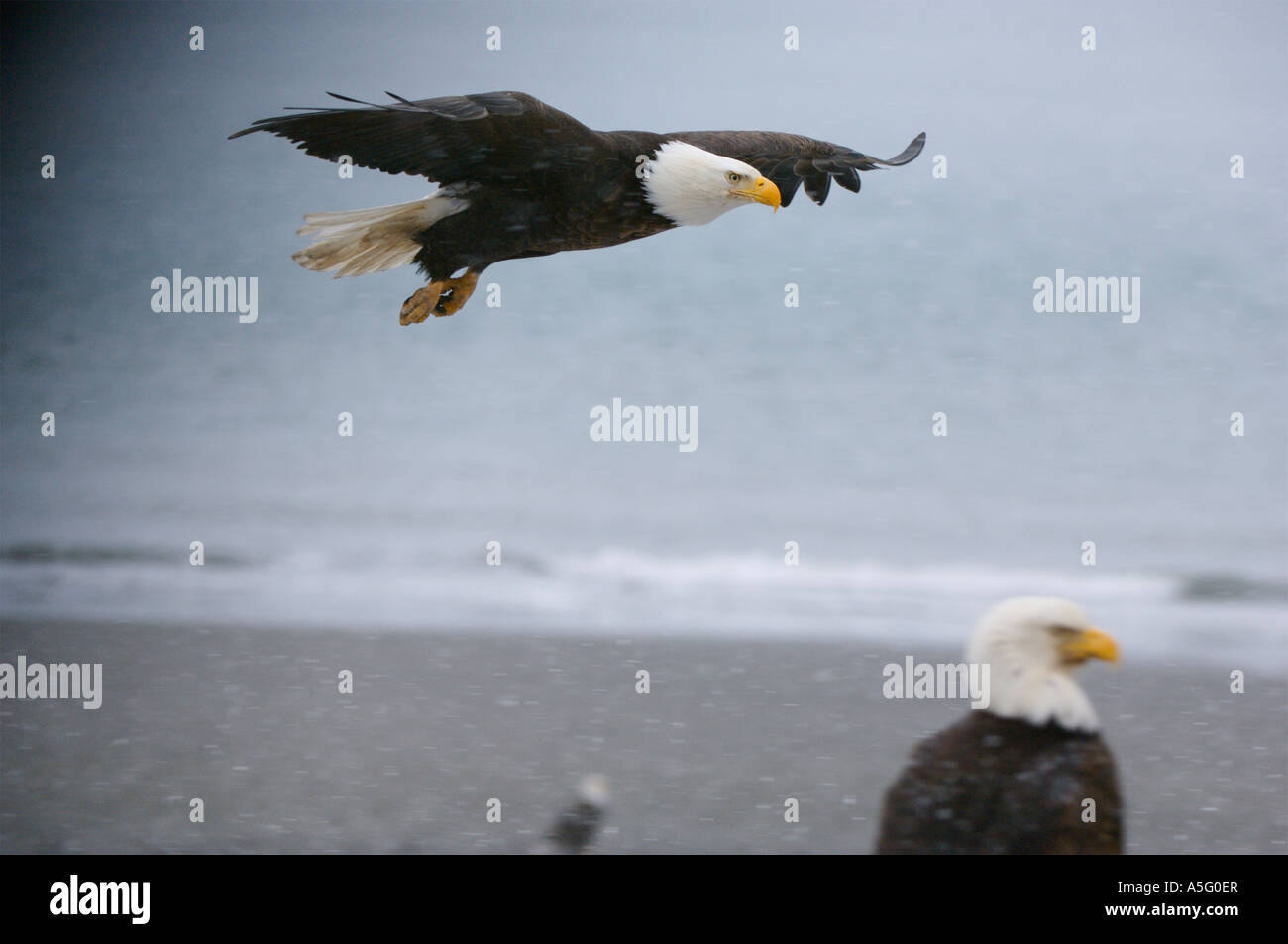 Bald Eagle, Alaska's Coast Stock Photo - Alamy