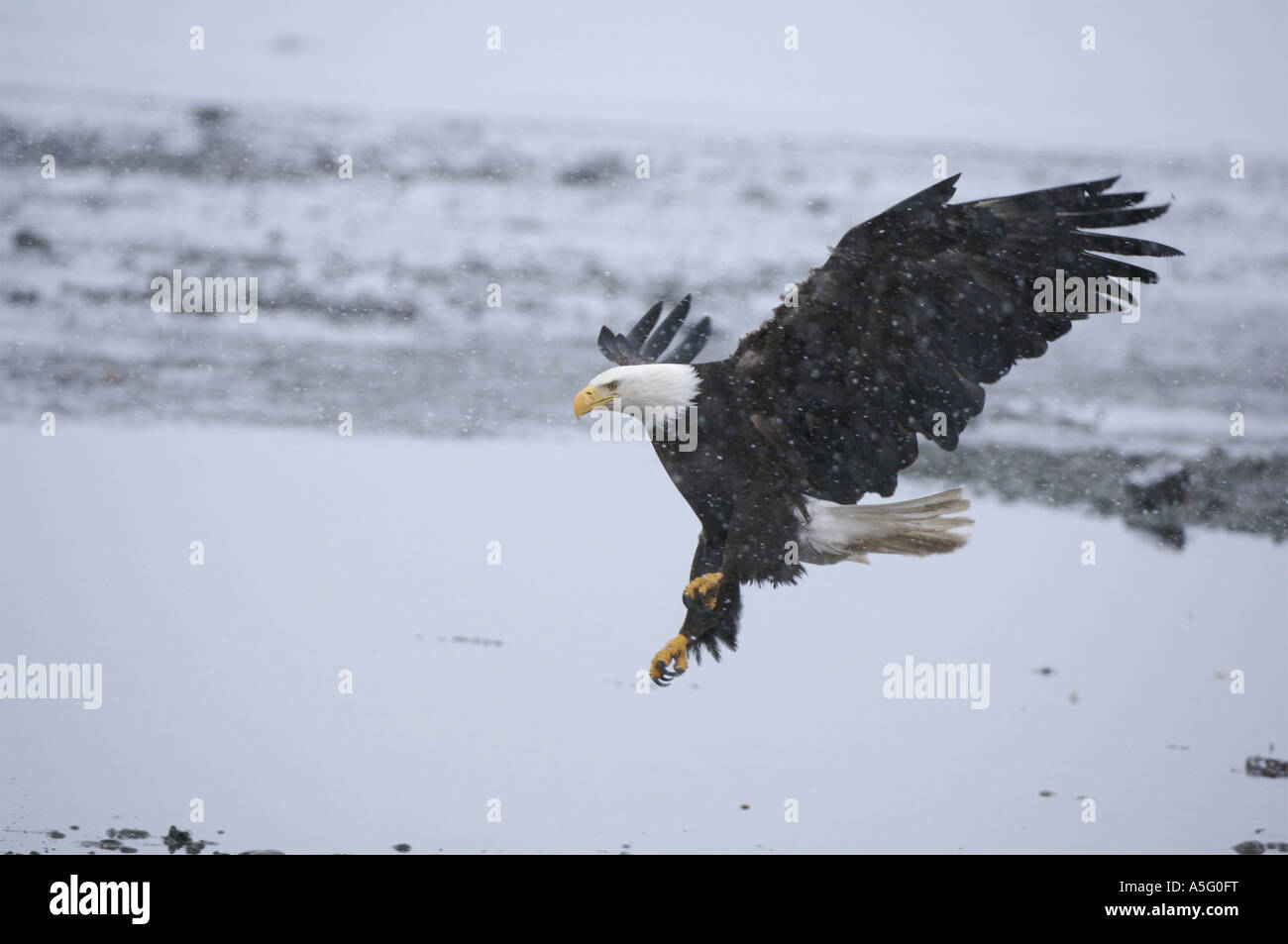Bald Eagle, Alaska's Coast Stock Photo - Alamy