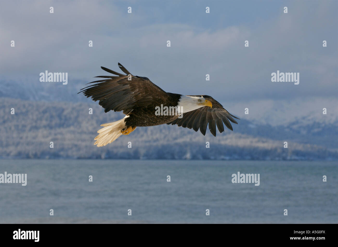 Bald Eagle, Alaska's Coast Stock Photo - Alamy