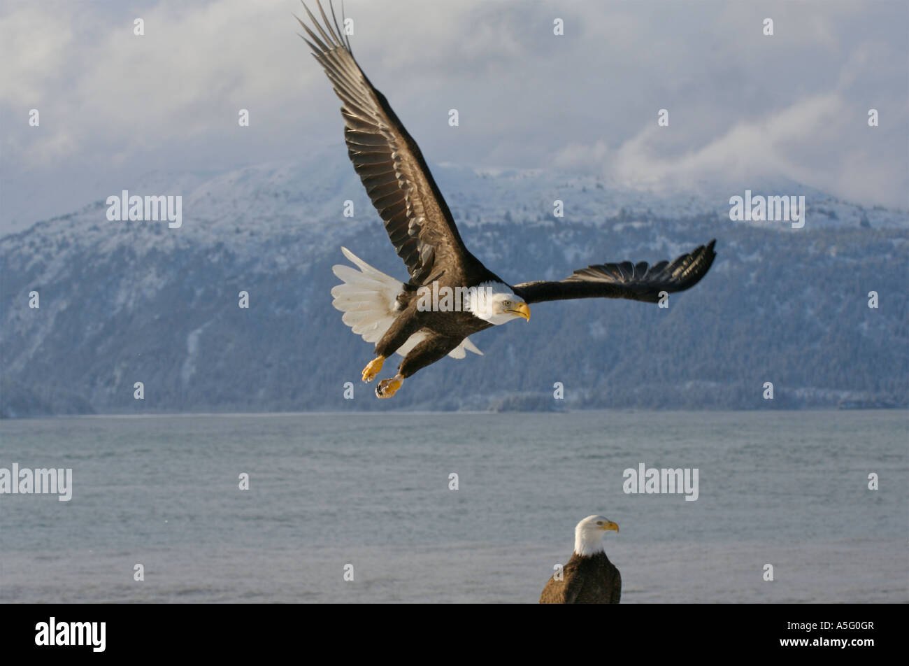 Bald Eagle, Alaska's Coast Stock Photo - Alamy