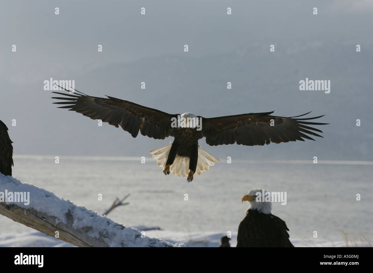 Bald Eagle, Alaska's Coast Stock Photo - Alamy