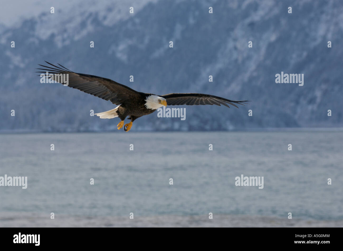 Bald Eagle, Alaska's Coast Stock Photo - Alamy