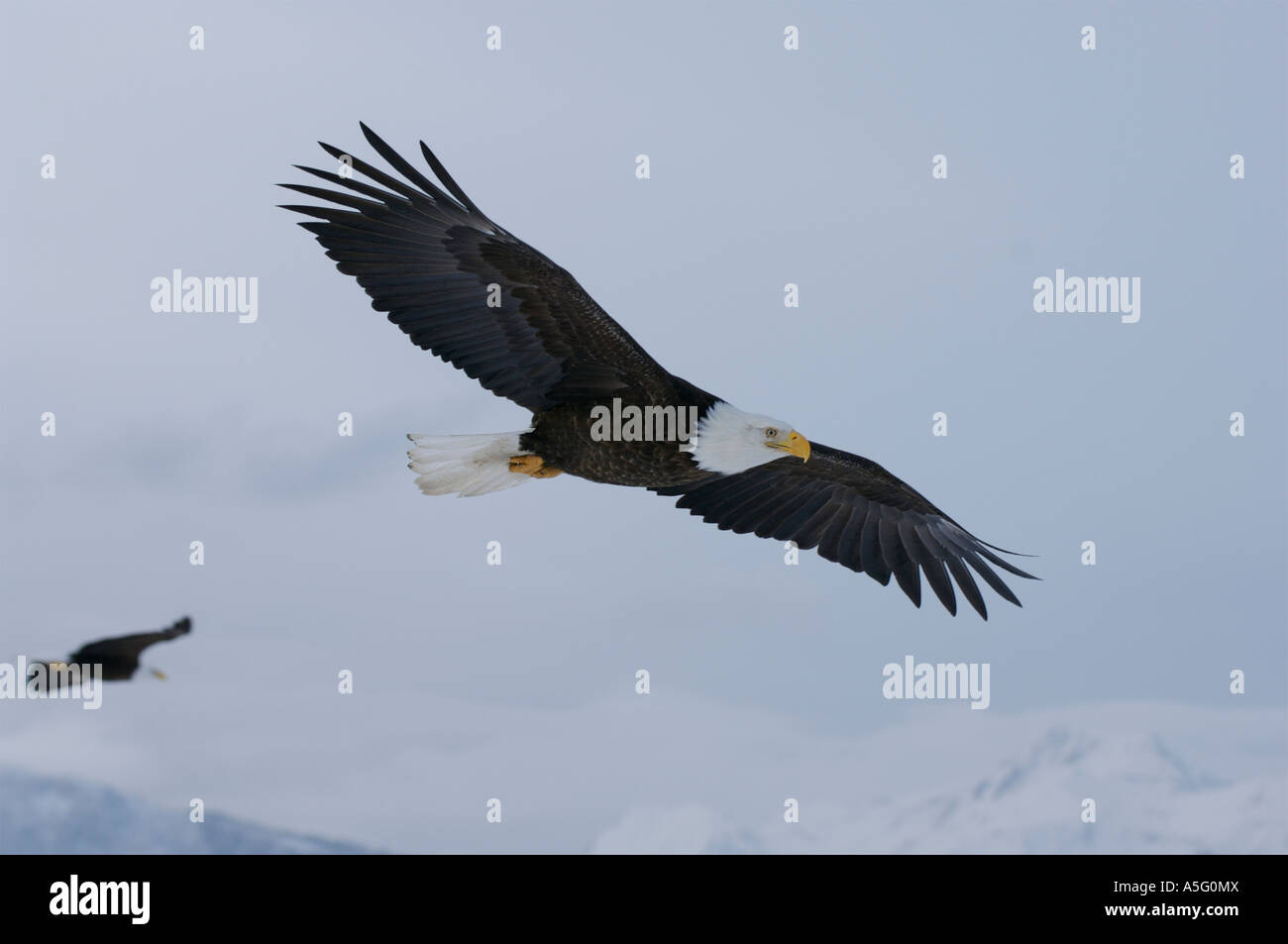Bald Eagle, Alaska's Coast Stock Photo - Alamy