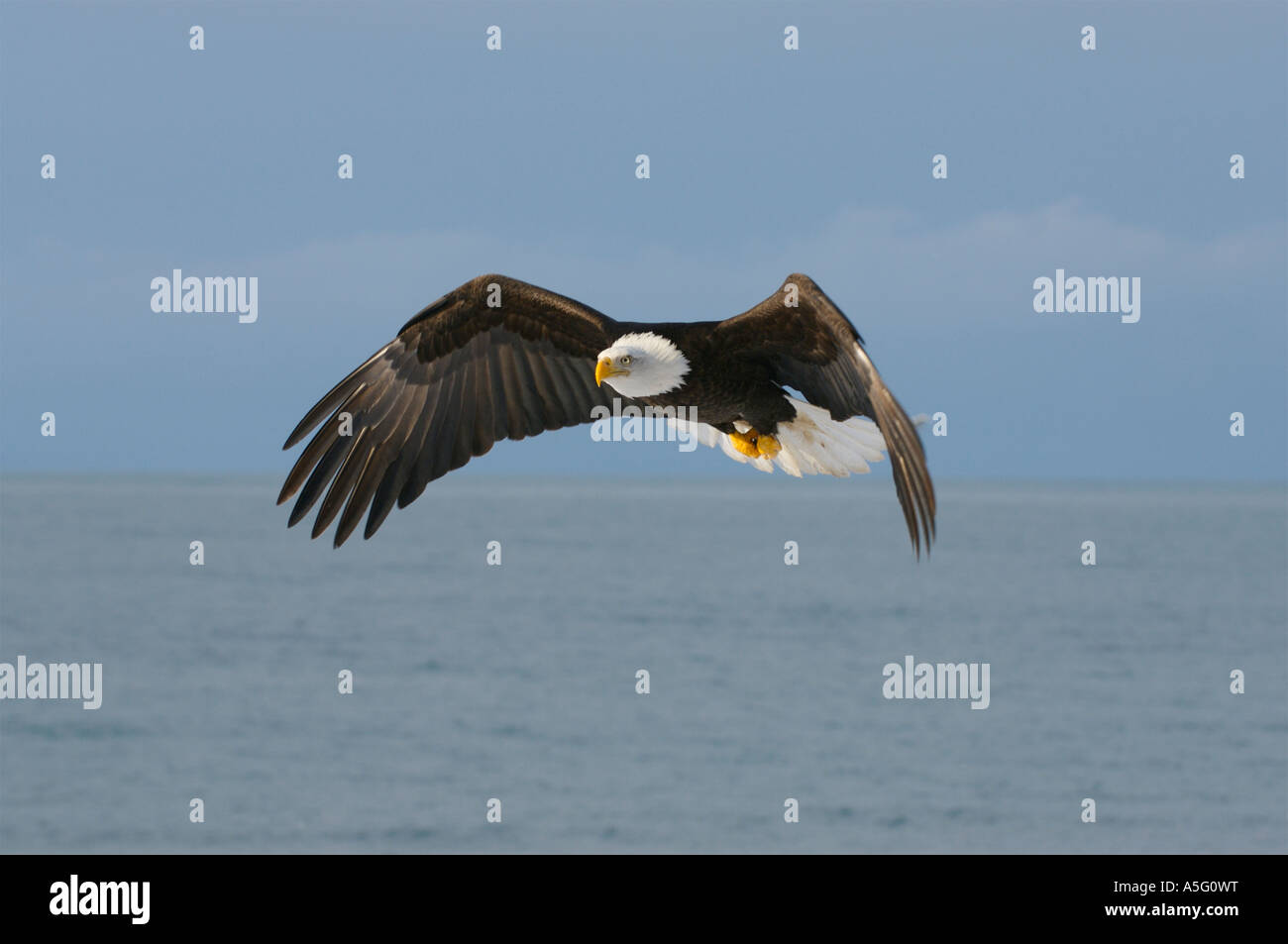 Bald Eagle, Alaska's Coast Stock Photo - Alamy
