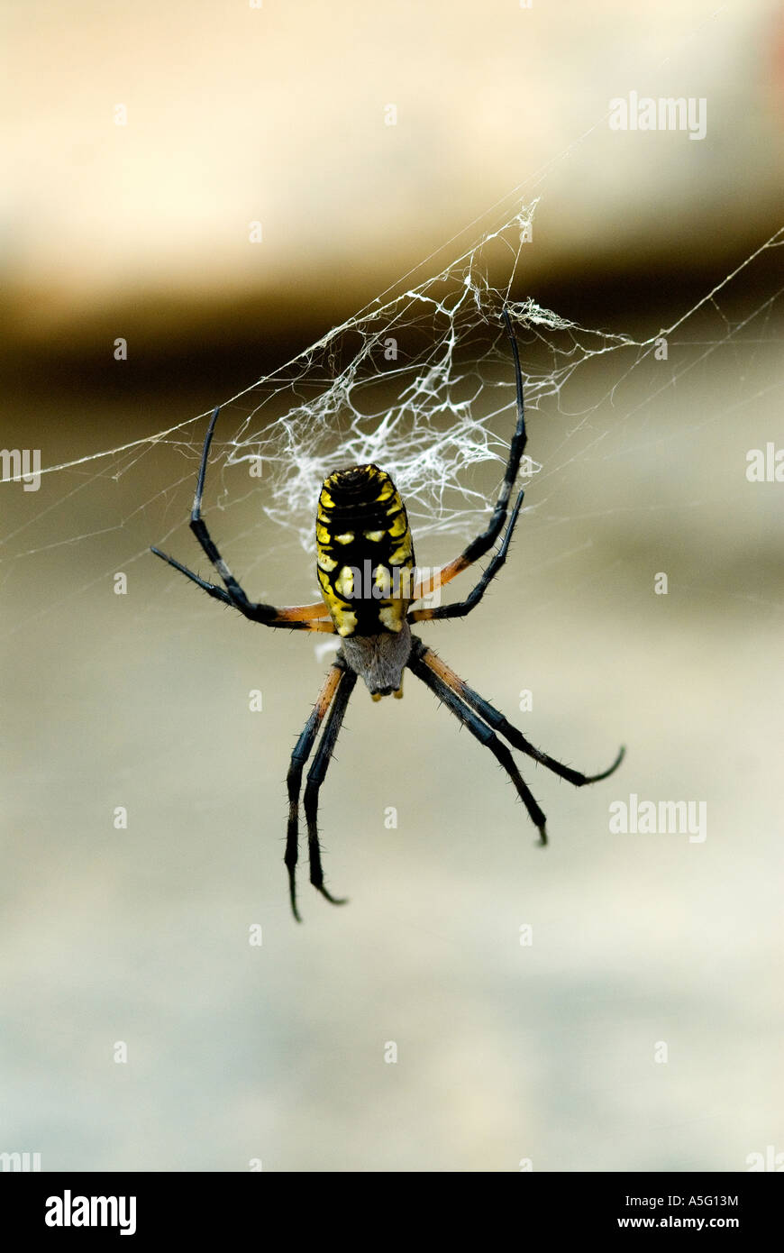 Hungry spider hi-res stock photography and images - Alamy