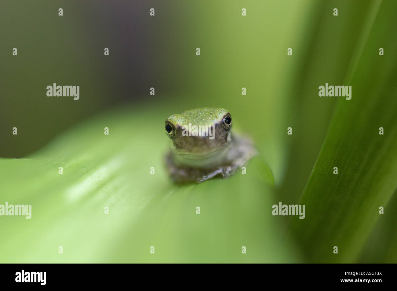 Young green frog Stock Photo - Alamy