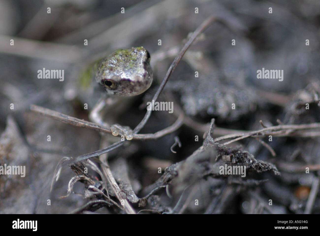 Curious young frog Stock Photo - Alamy