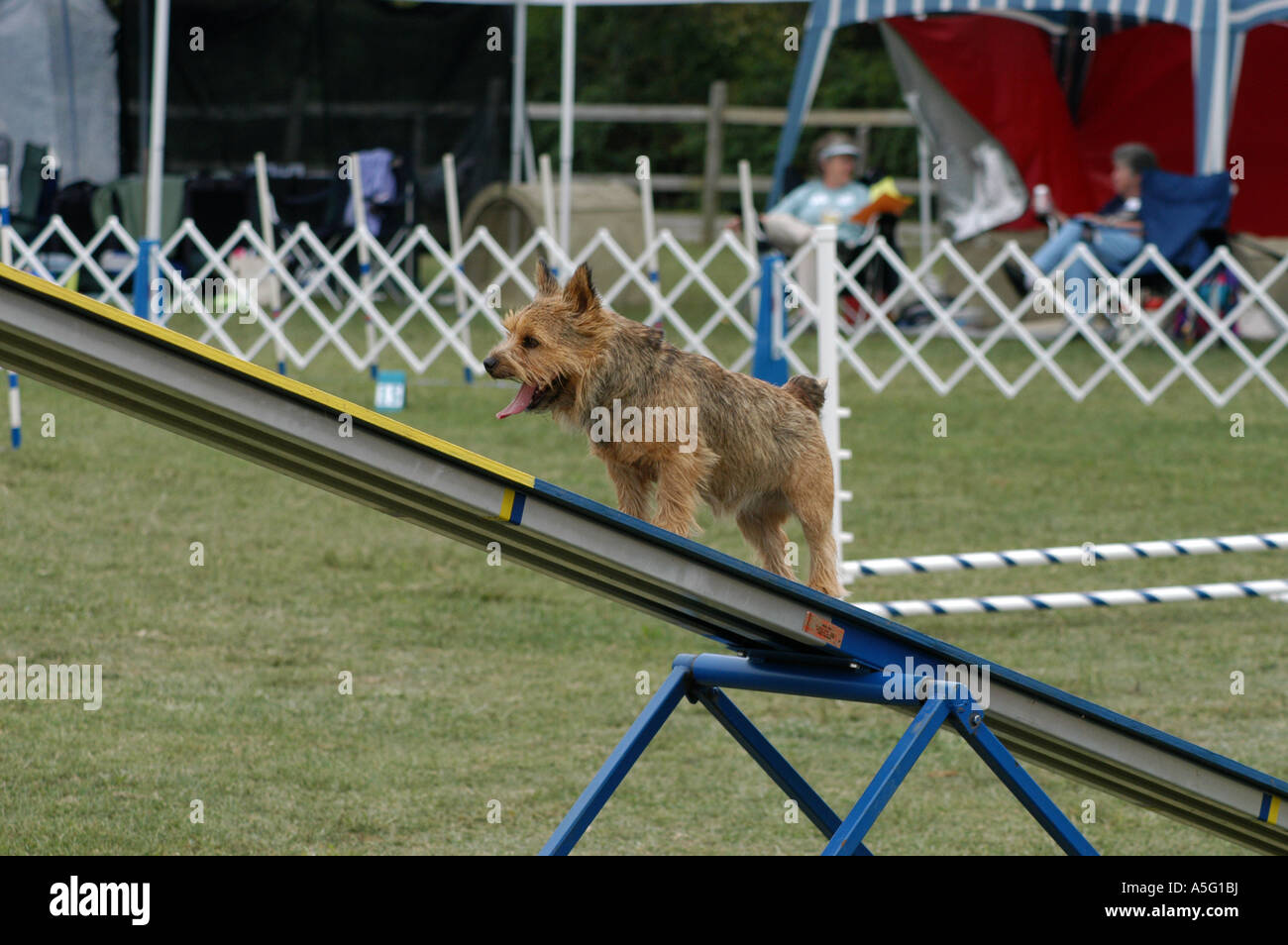 Dog competes on see saw in agility trial Stock Photo - Alamy