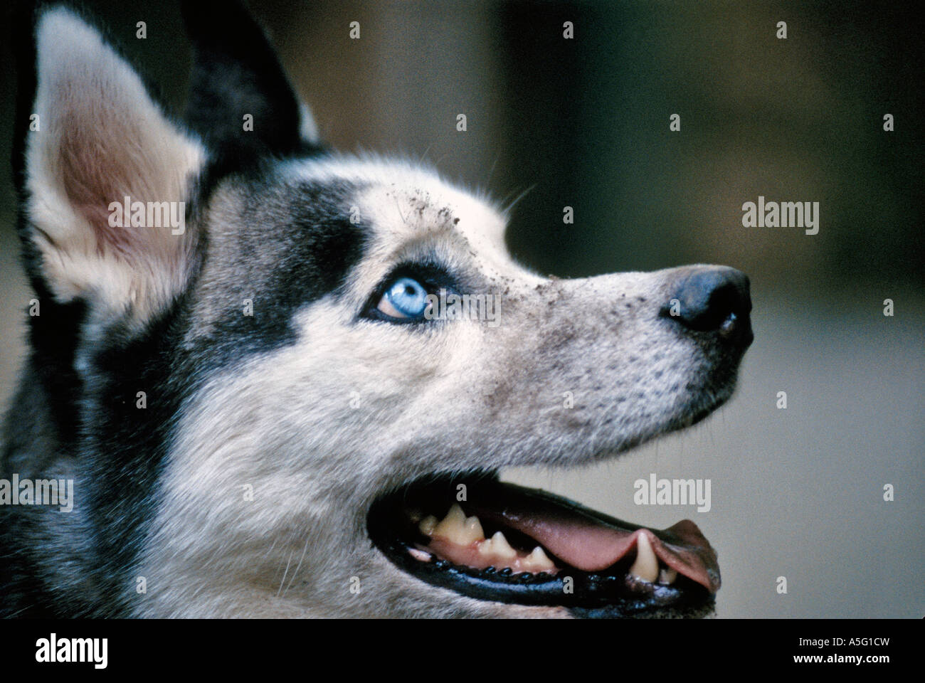 Dog with dirty face Stock Photo - Alamy