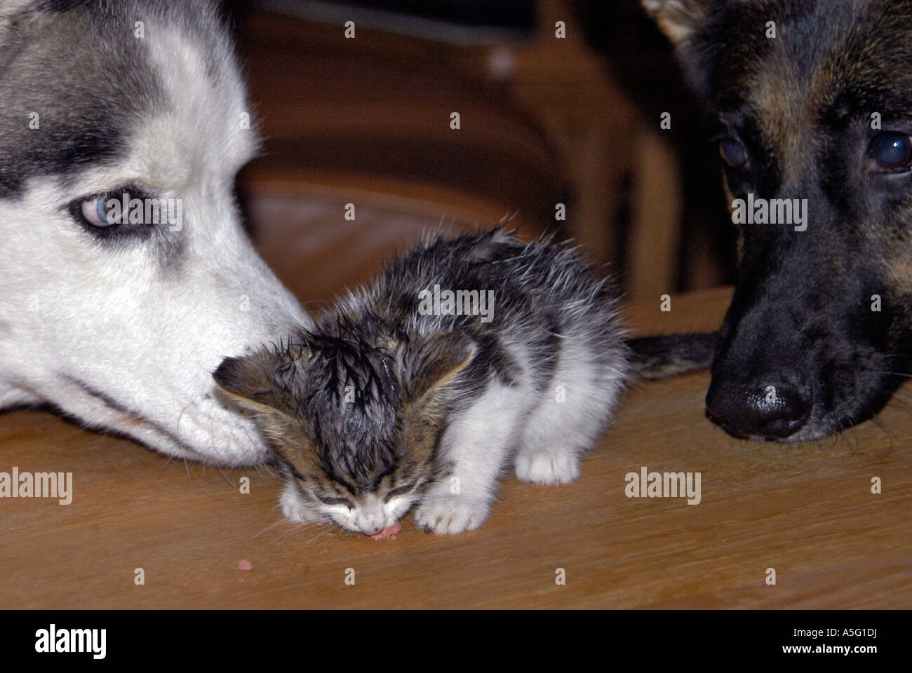 Dogs with new kitten Stock Photo - Alamy