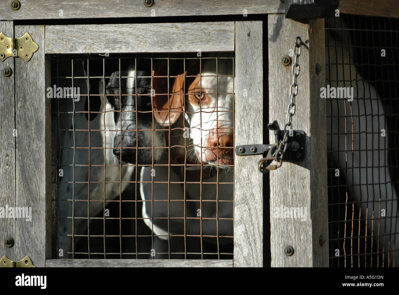 Hunting dogs in pen waiting to be released Stock Photo - Alamy