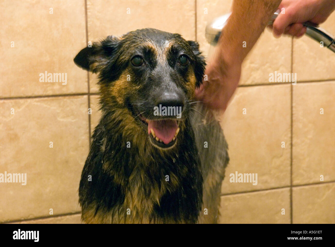Wet dog gets a bath Stock Photo - Alamy