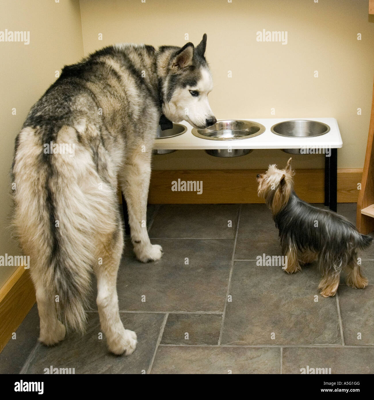 Are you serious Stock Photo - Alamy