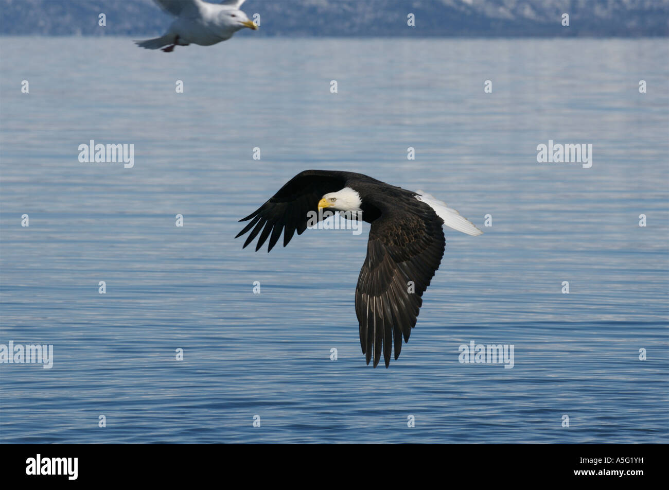 Bald Eagle, Alaska´s Coast Stock Photo - Alamy