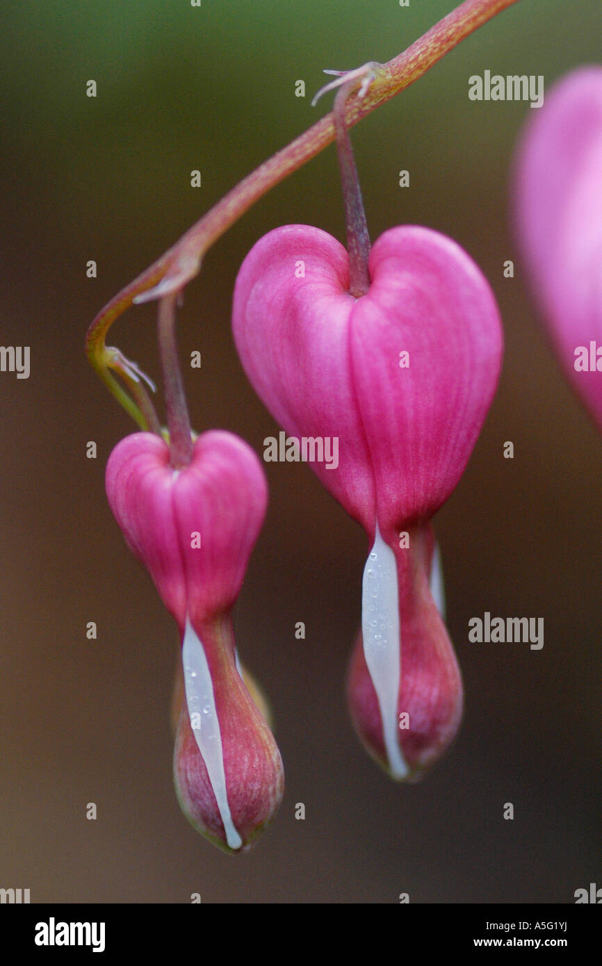 Bleeding heart flower blooms in spring Stock Photo - Alamy
