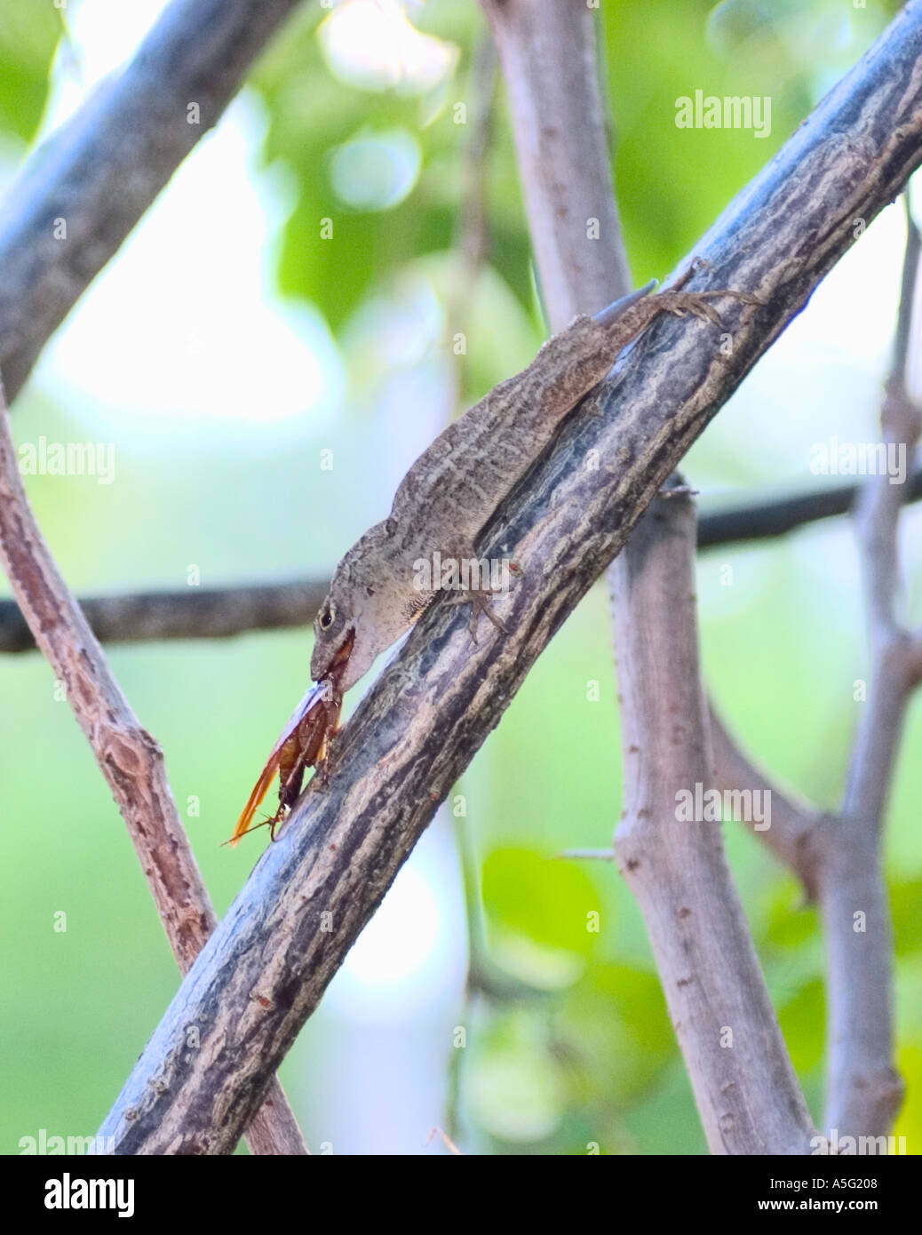 Lizard eating insect hi-res stock photography and images - Alamy