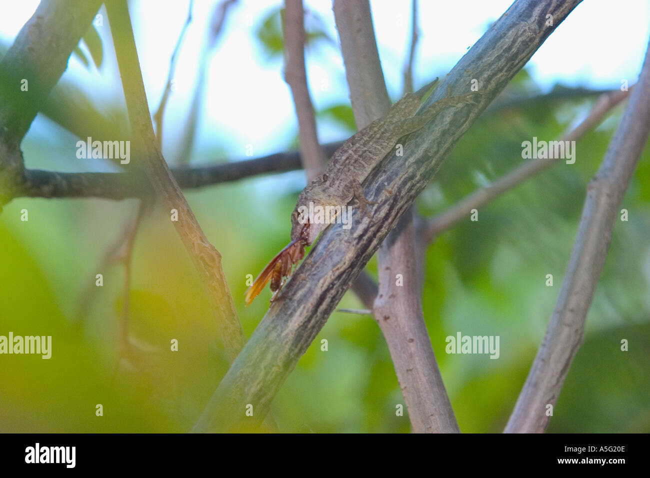 gecko eating cockroach Stock Photo - Alamy