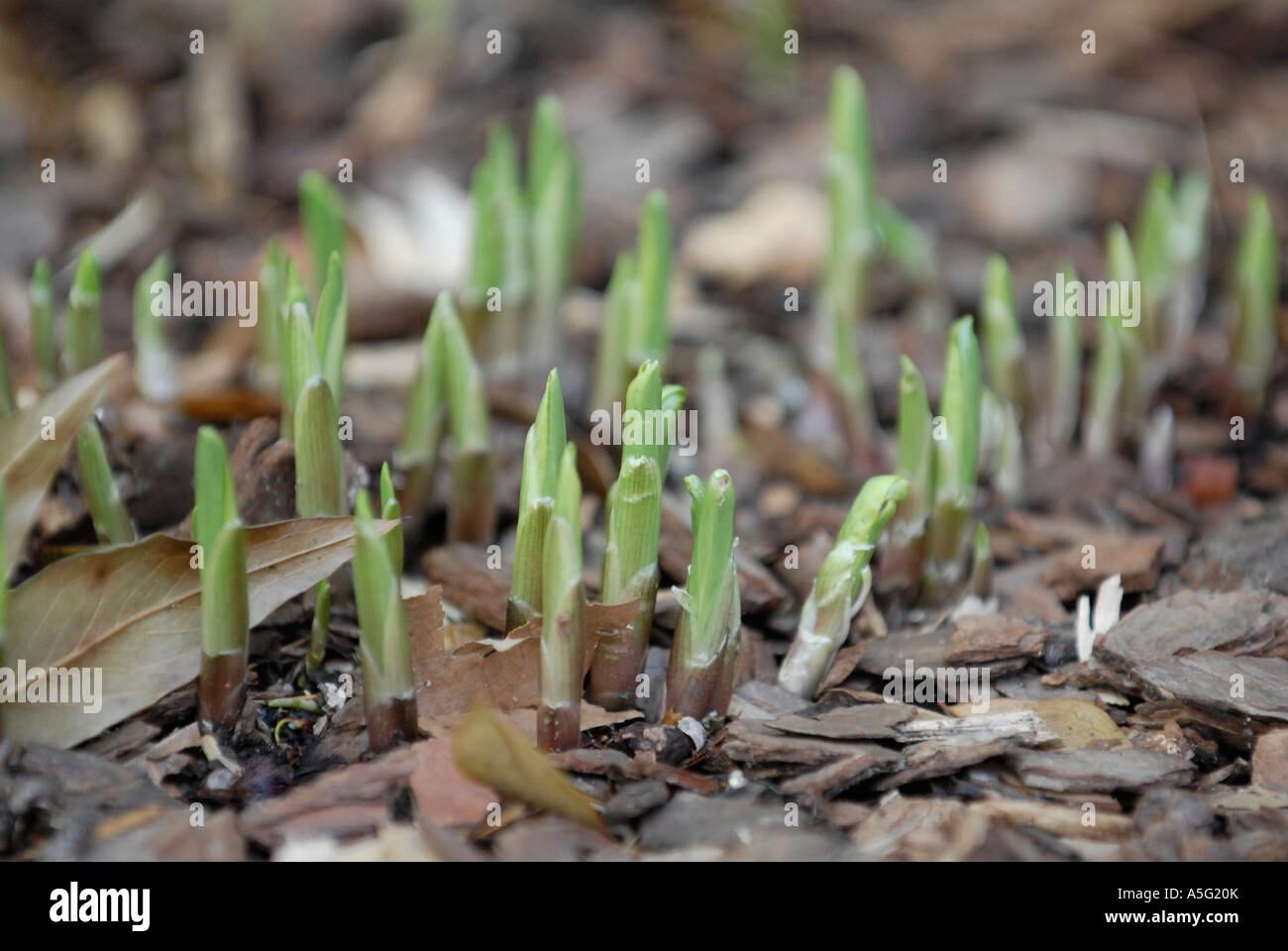 New hostas start to come up at the beginning of spring Stock Photo - Alamy