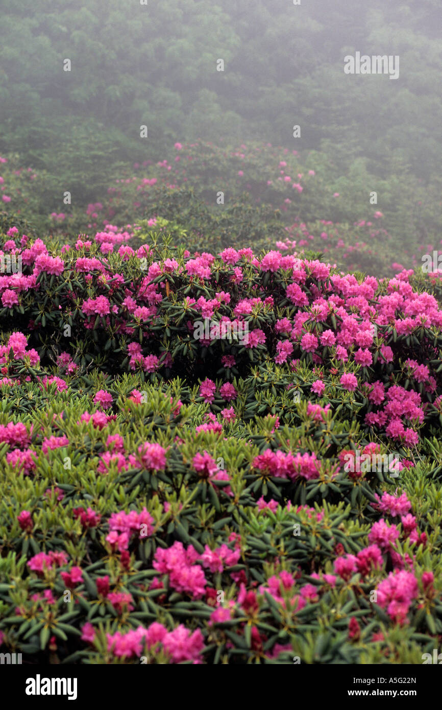 Rhododendrons blue ridge mountains hi-res stock photography and images ...