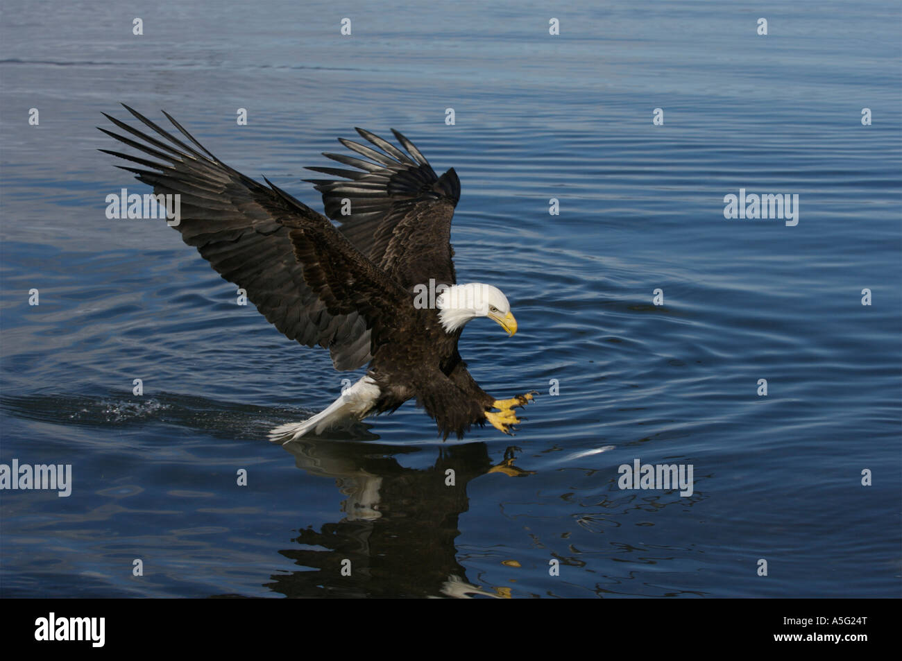 Bald Eagle, Alaska´s Coast Stock Photo - Alamy