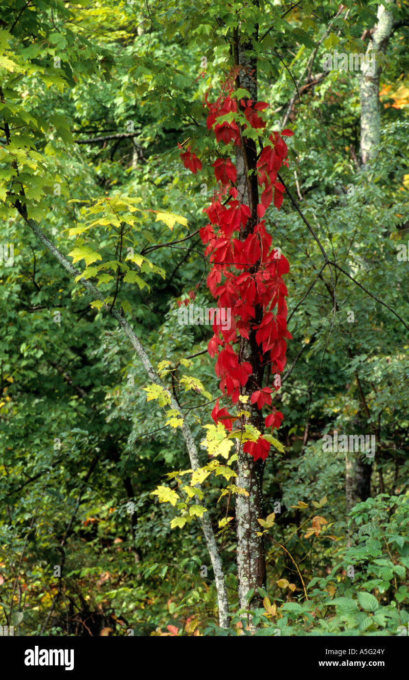 Splash of colorful red leaves as the season begins to change Stock ...