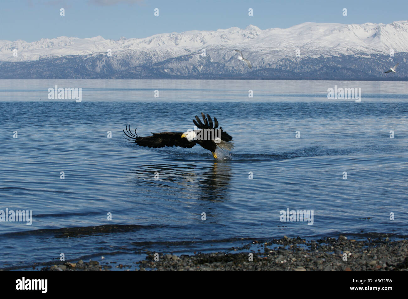 Bald Eagle, Alaska´s Coast Stock Photo - Alamy