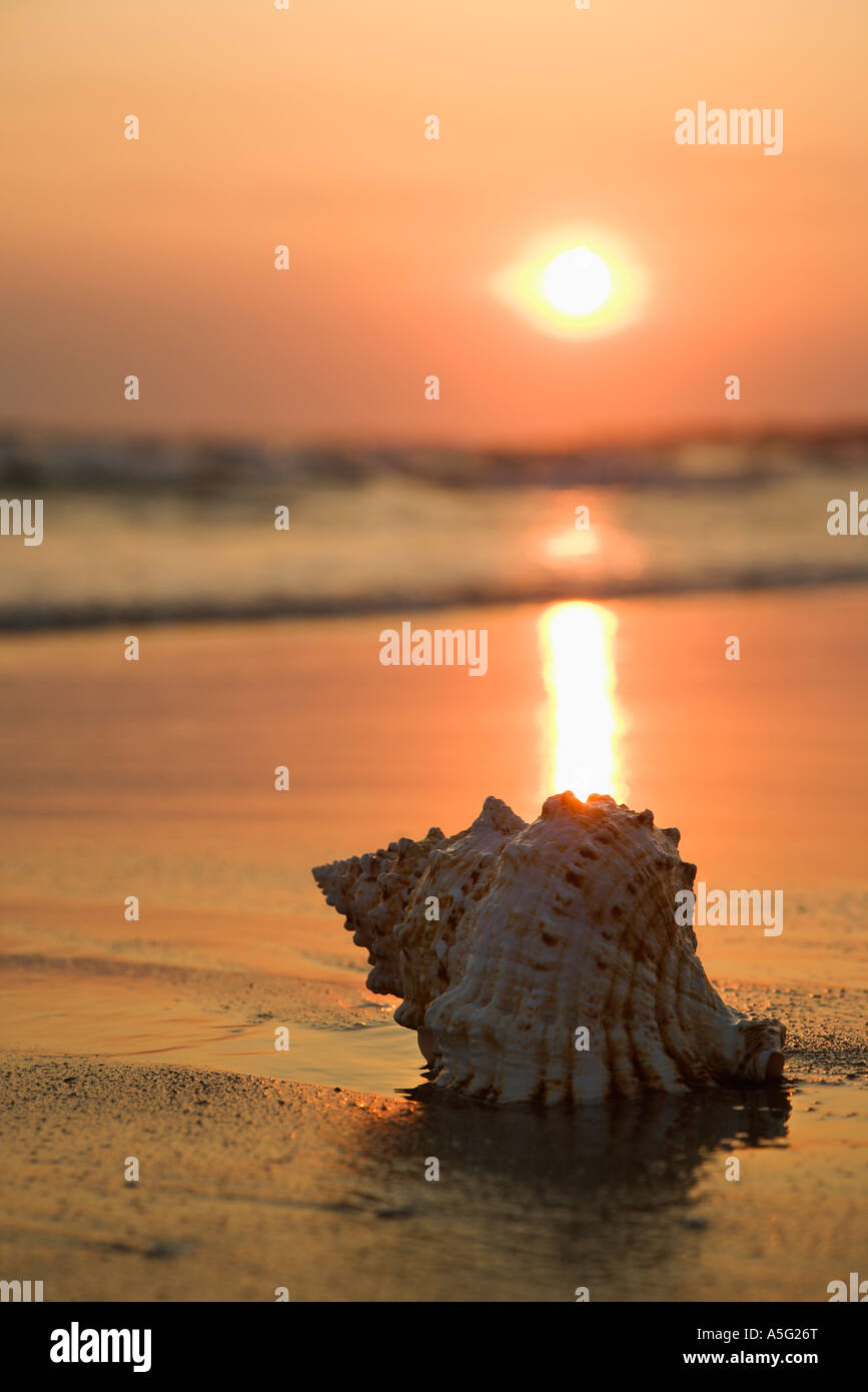 Image of seashell on shoreline at sunset Stock Photo - Alamy