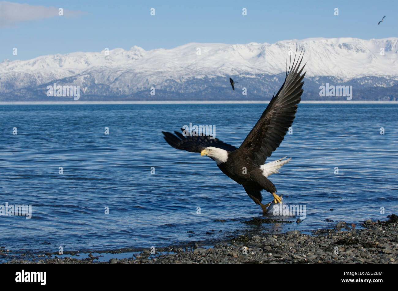 Bald Eagle, Alaska´s Coast Stock Photo - Alamy