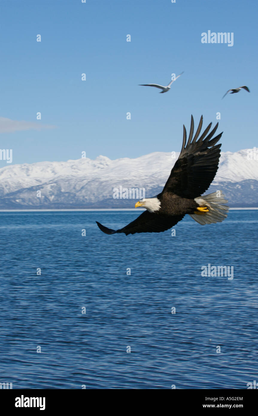 Bald Eagle, Alaska´s Coast Stock Photo - Alamy