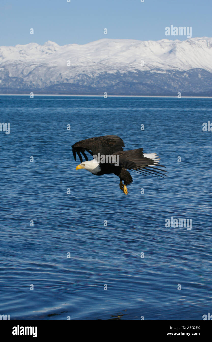 Bald Eagle, Alaska´s Coast Stock Photo - Alamy