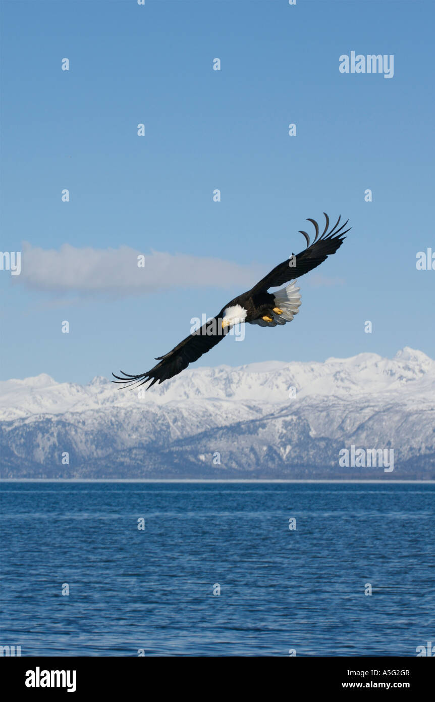 Bald Eagle, Alaska´s Coast Stock Photo - Alamy