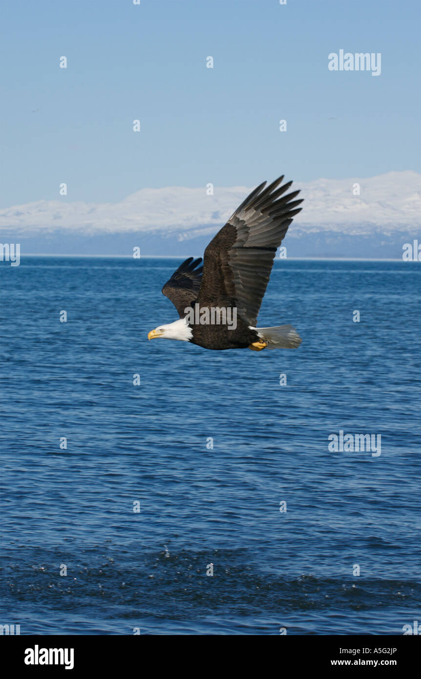 Bald Eagle, Alaska´s Coast Stock Photo - Alamy