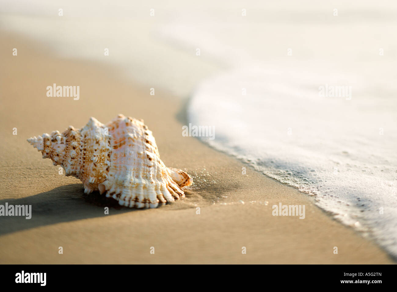 Conch shell on beach with waves Stock Photo - Alamy