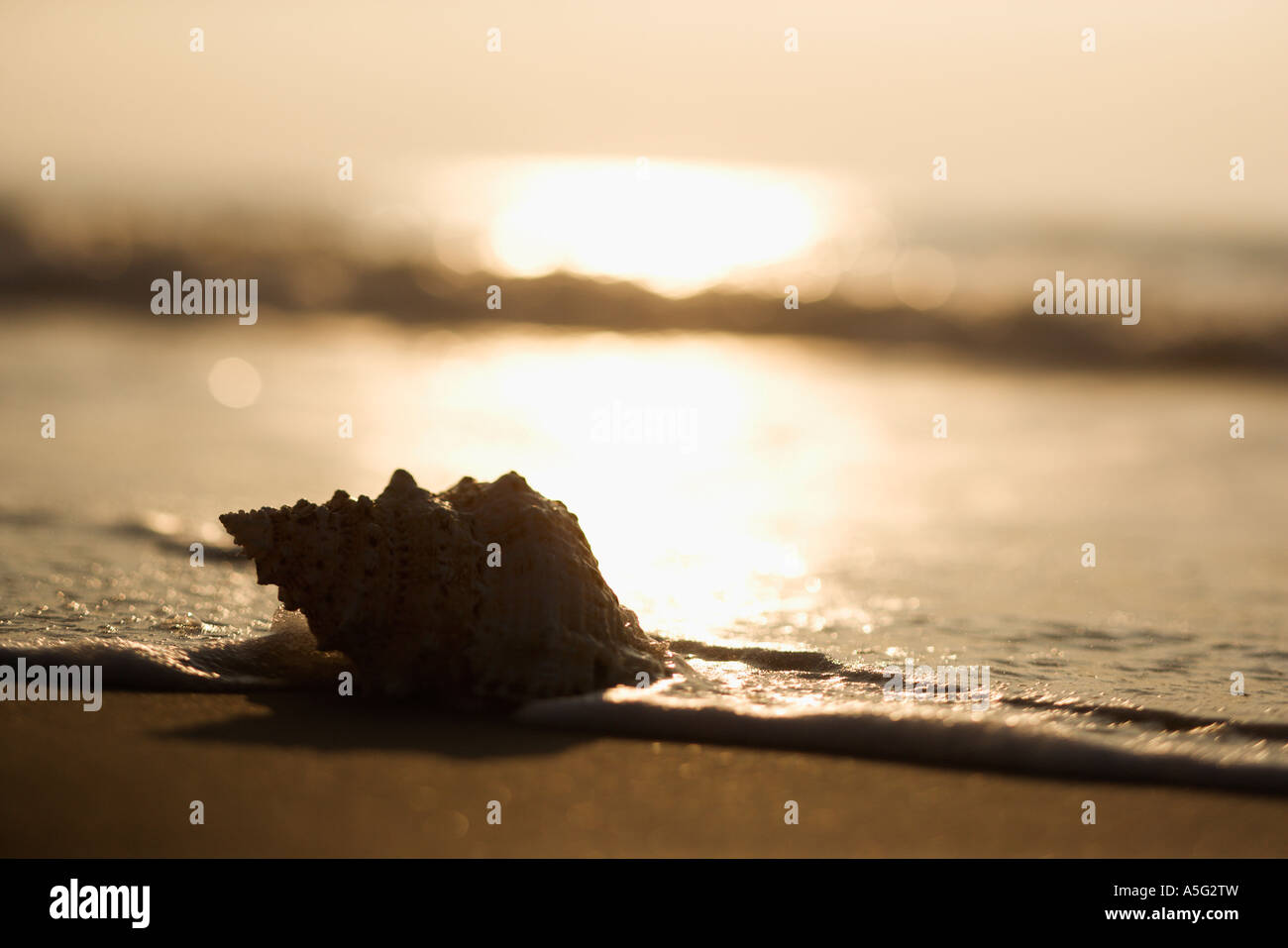Conch shell on beach with waves Stock Photo - Alamy