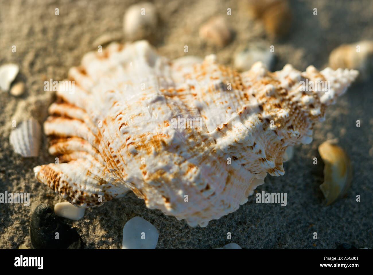 Conch shell in sand with other shells surrounding Stock Photo - Alamy